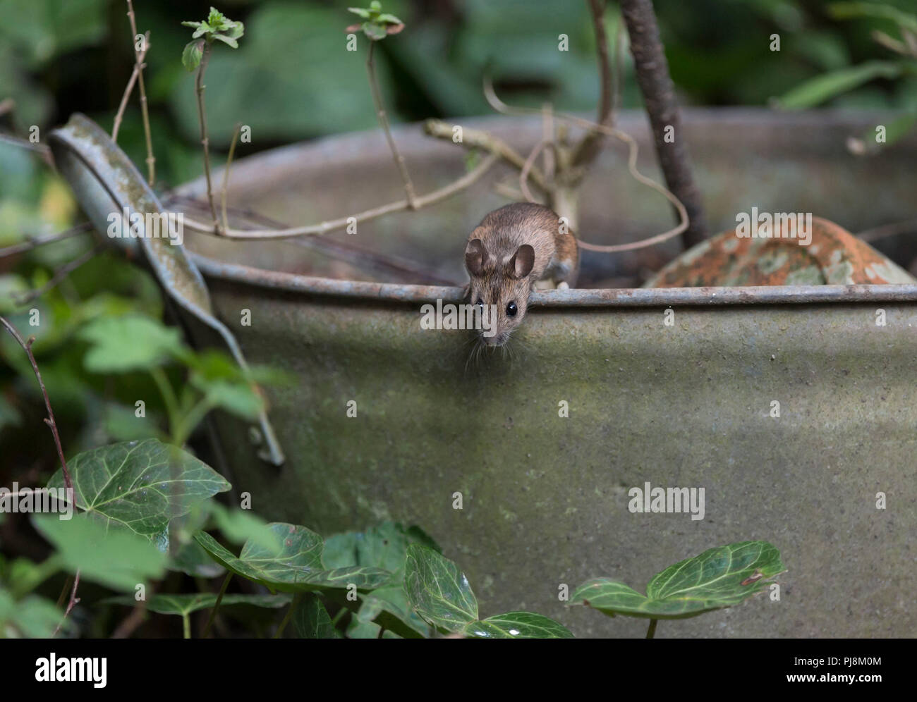 Old mouse animal hi-res stock photography and images - Alamy