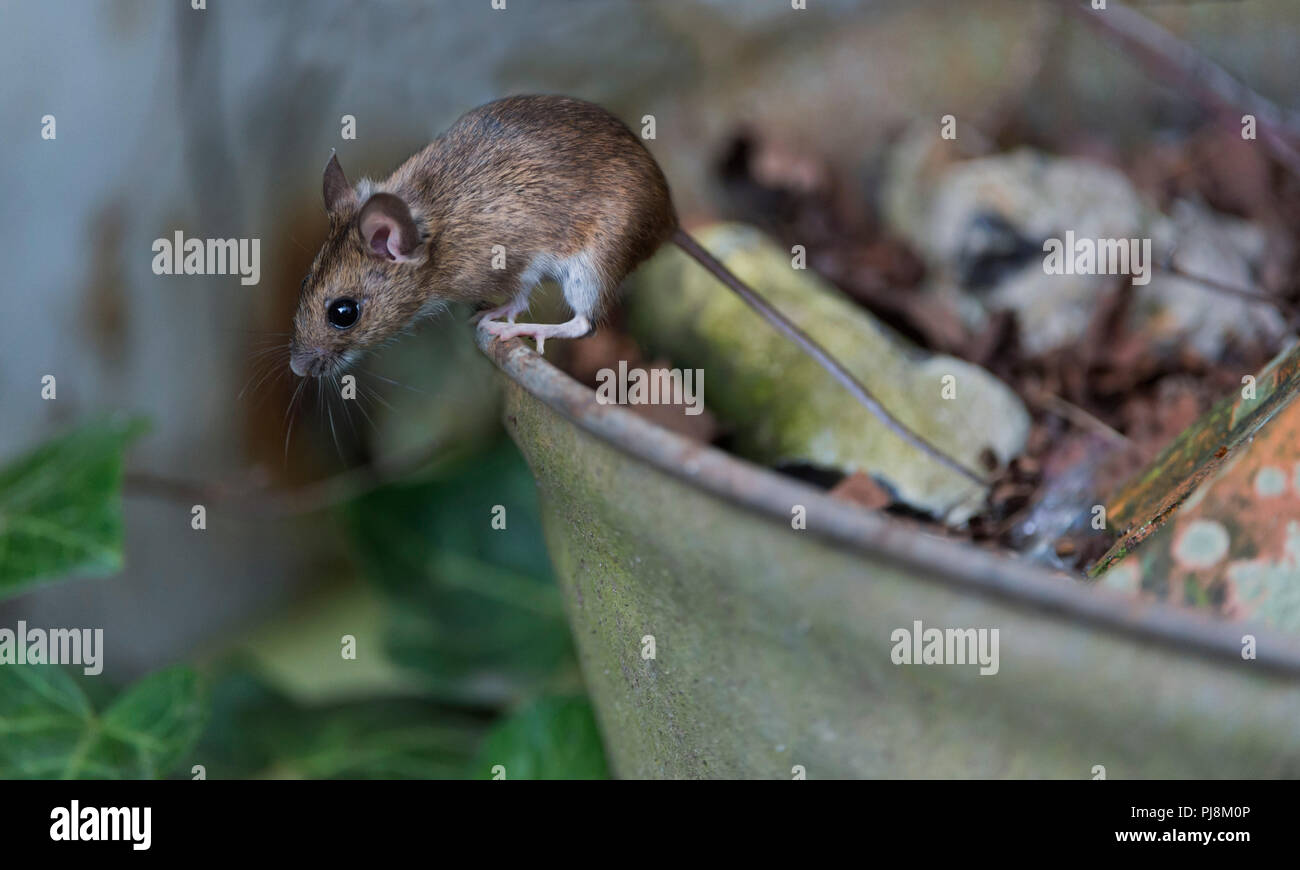 Wood Mouse or Field Mouse about to jump out of an old tin tub Stock ...