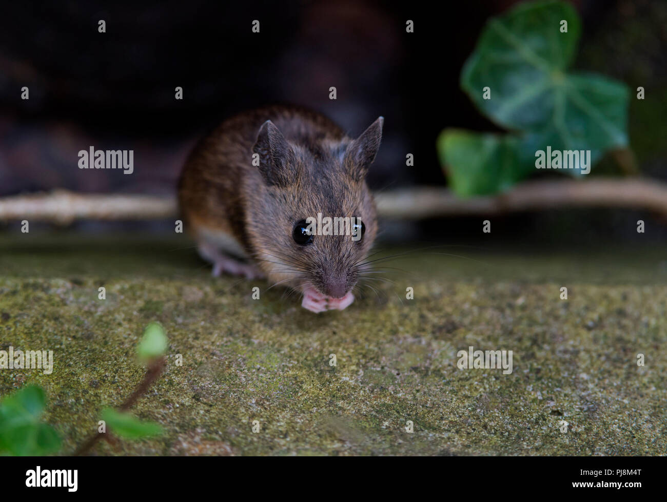Wildlife garden log pile hi-res stock photography and images - Alamy