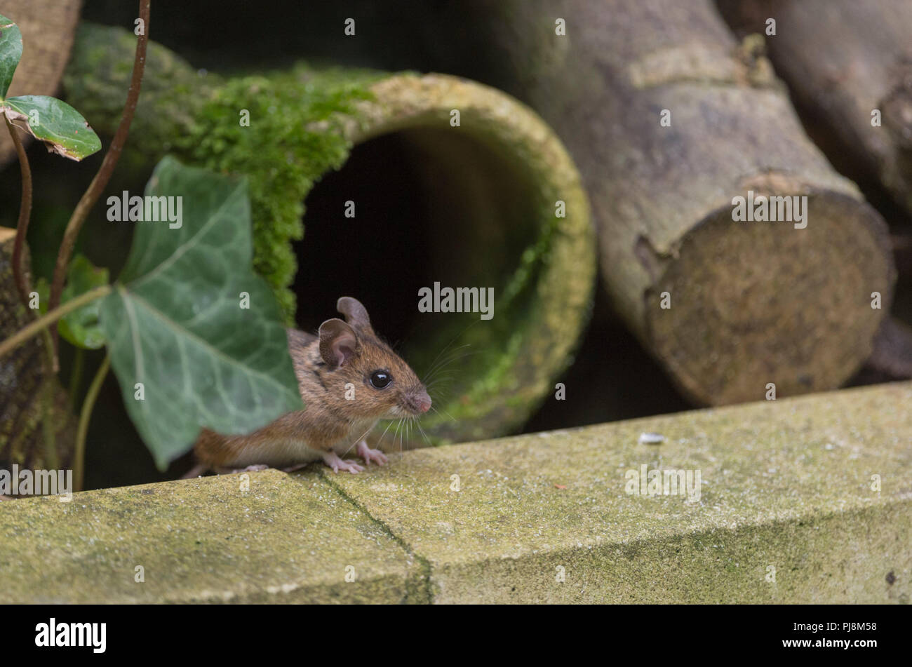 Fieldmouse apodemus sylvaticus hi-res stock photography and images - Alamy