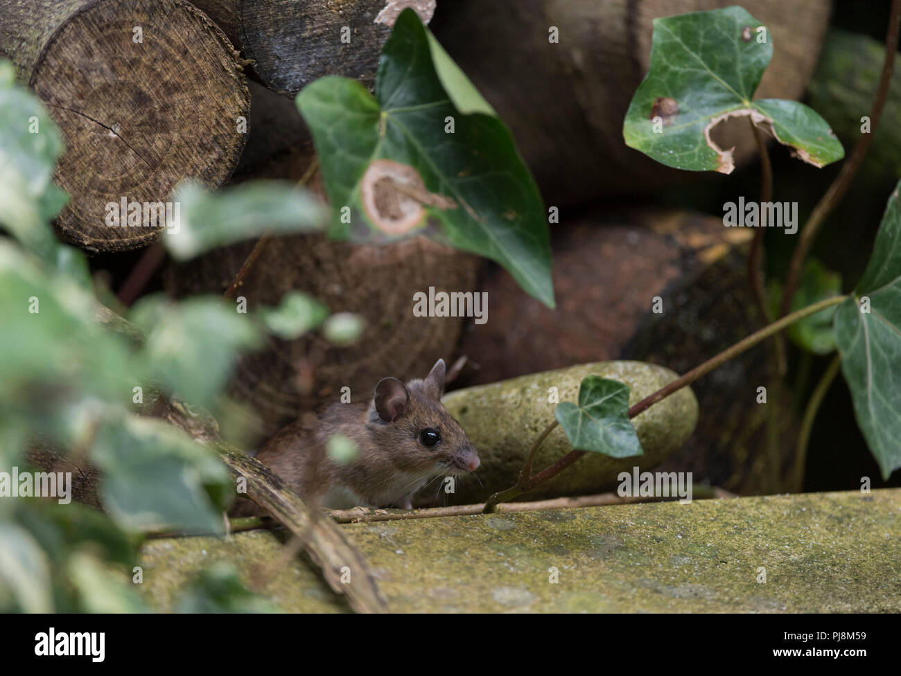 Wildlife garden log pile hi-res stock photography and images - Alamy
