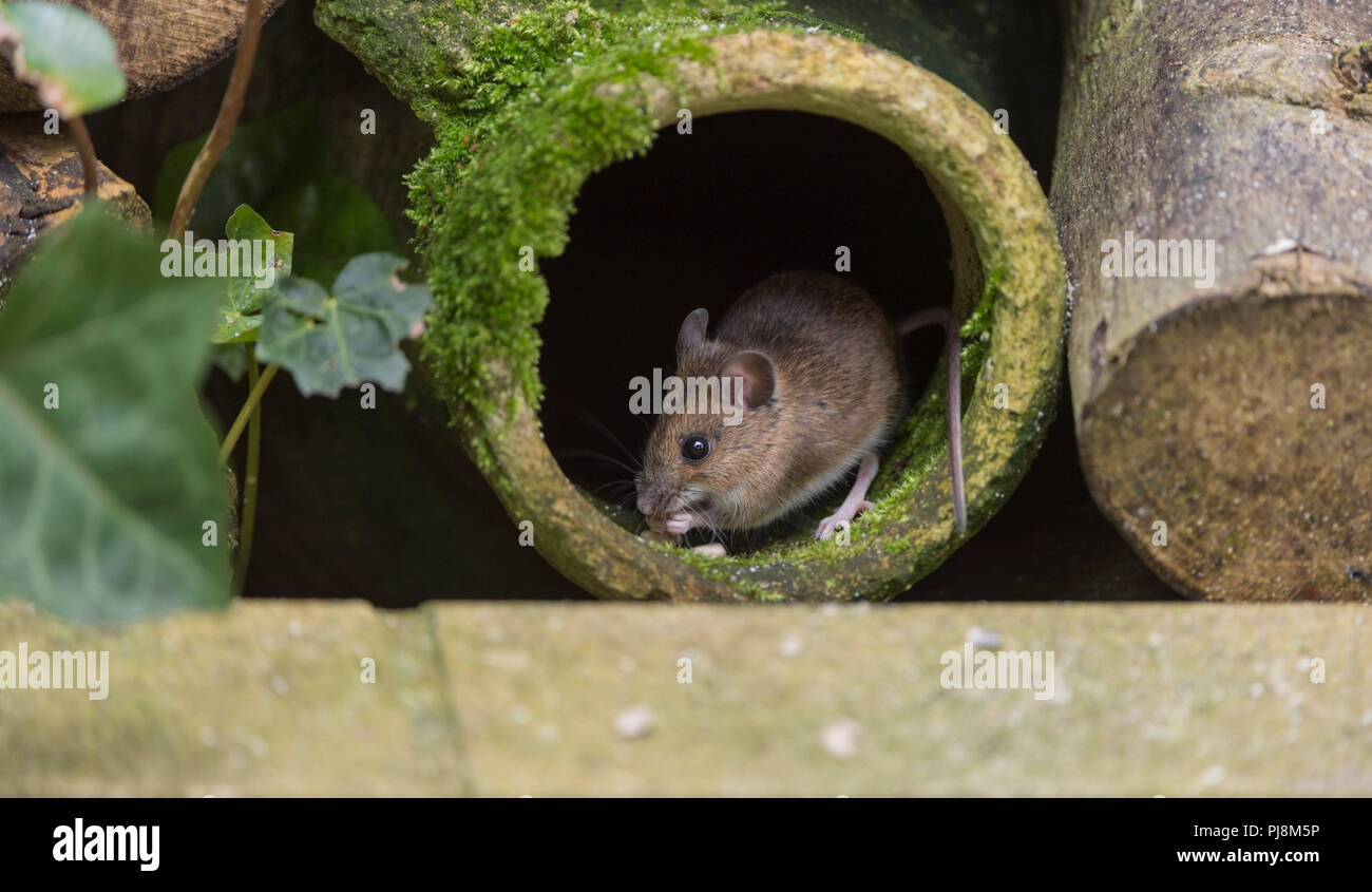 Field mouse or wood mouse in old moss covered pot uk Stock Photo - Alamy