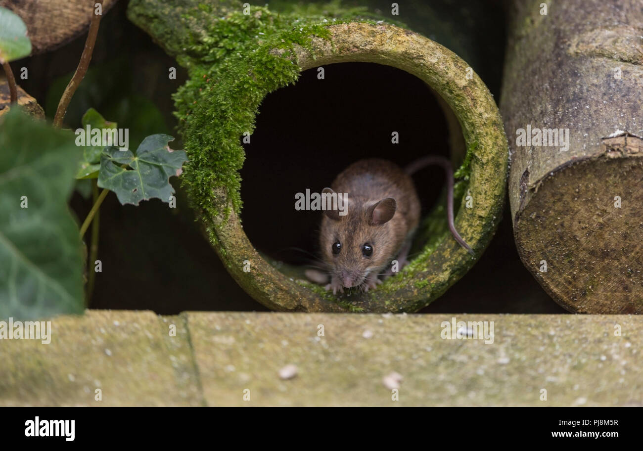 Field mouse or wood mouse in old moss covered pot uk Stock Photo - Alamy