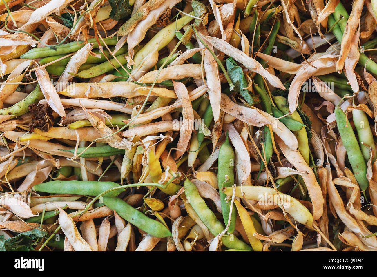 Background of green beans photographed from above Stock Photo - Alamy