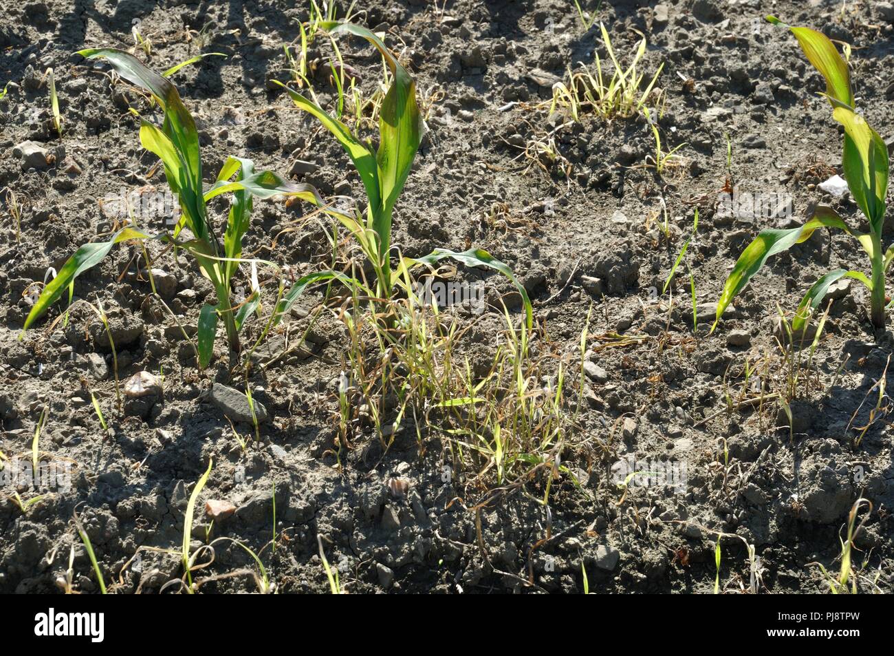 Corn field in Spring Stock Photo - Alamy