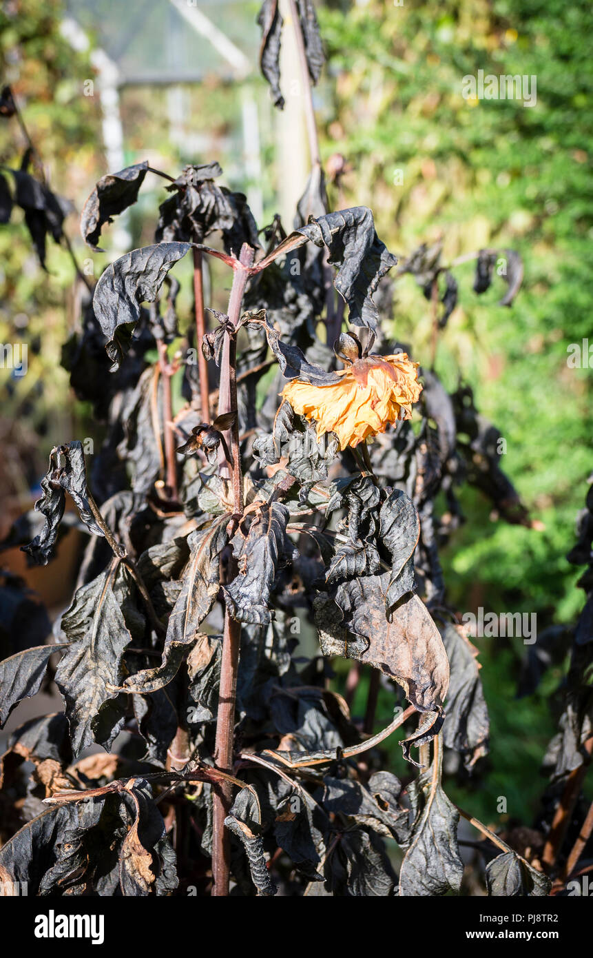 Dahlia roots hi-res stock photography and images - Alamy