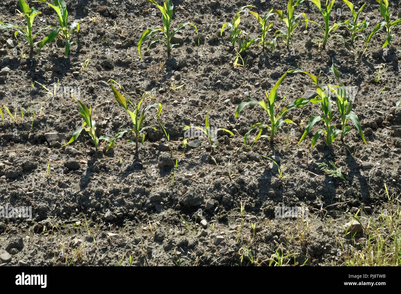 Corn field in Spring Stock Photo - Alamy