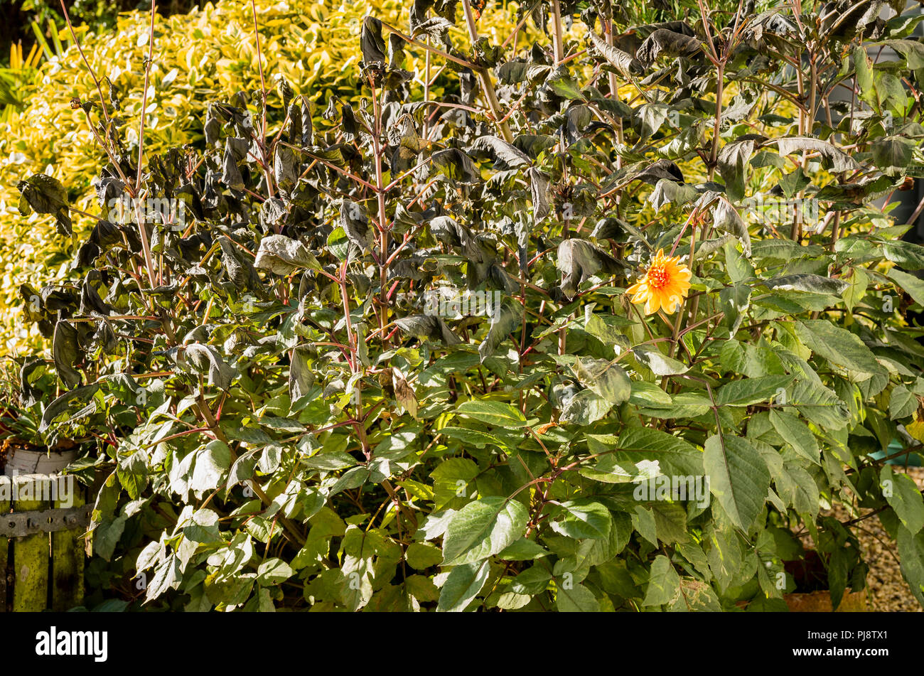 Dahlia roots hi-res stock photography and images - Alamy