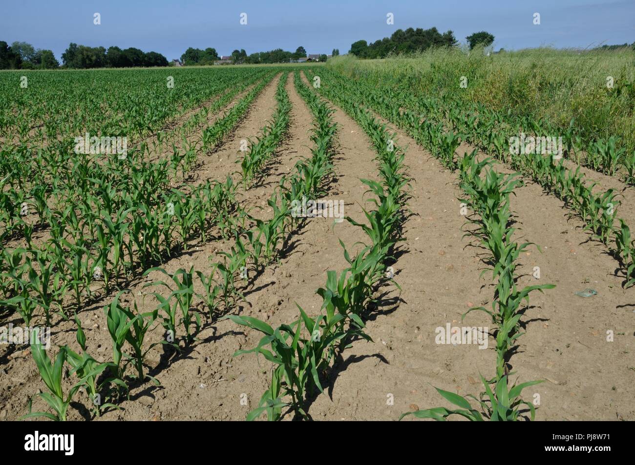 Corn field in Spring Stock Photo - Alamy