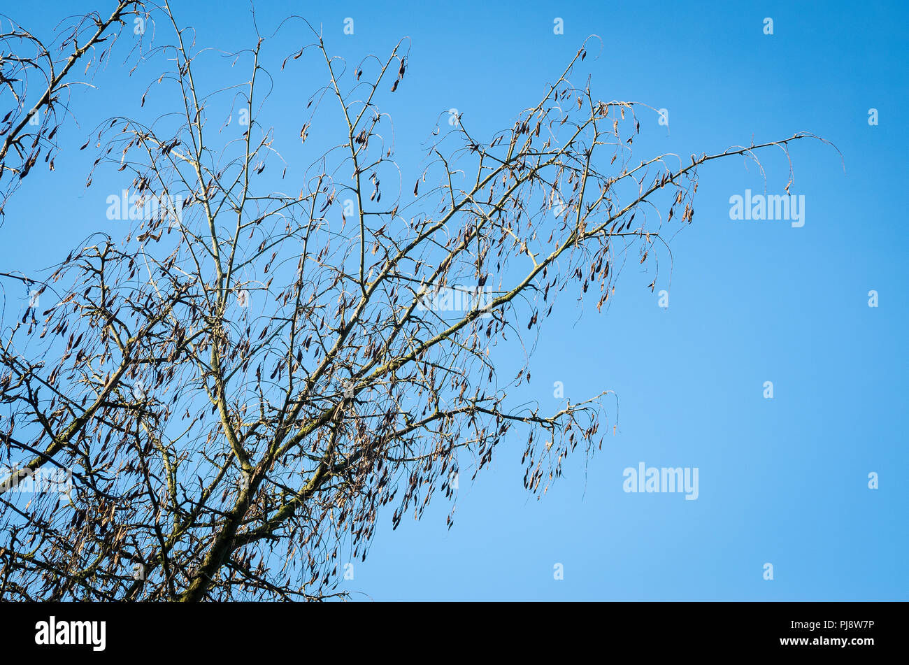 Stark outline of a Laburnum tree with a few seed pods still attached in ...