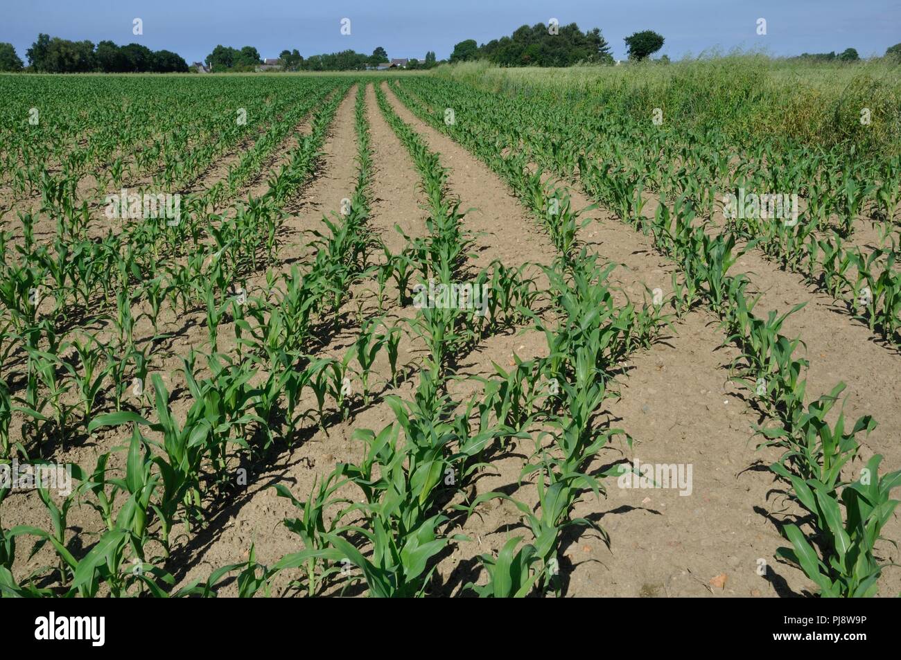 Corn field in Spring Stock Photo - Alamy
