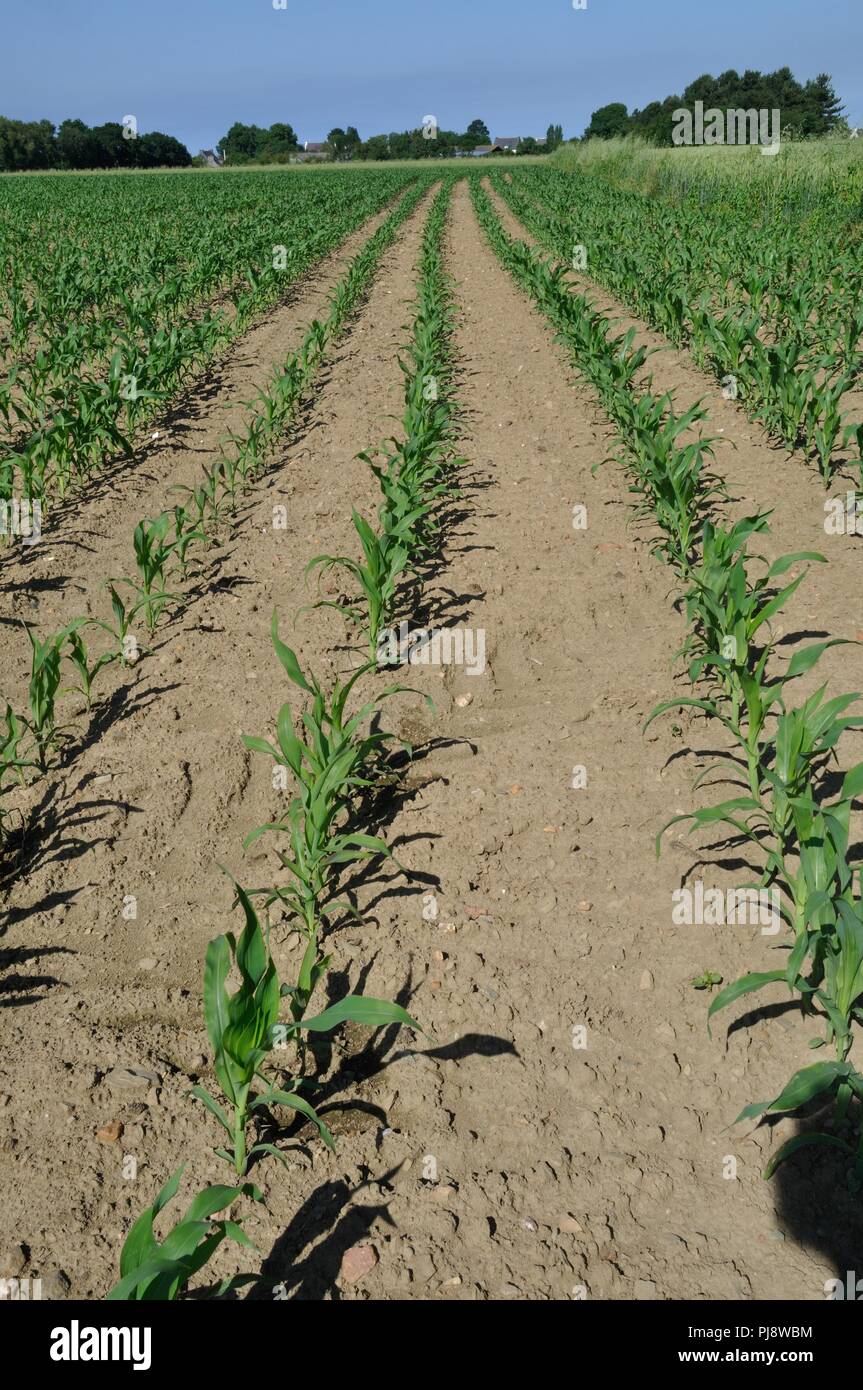 Corn field in Spring Stock Photo - Alamy