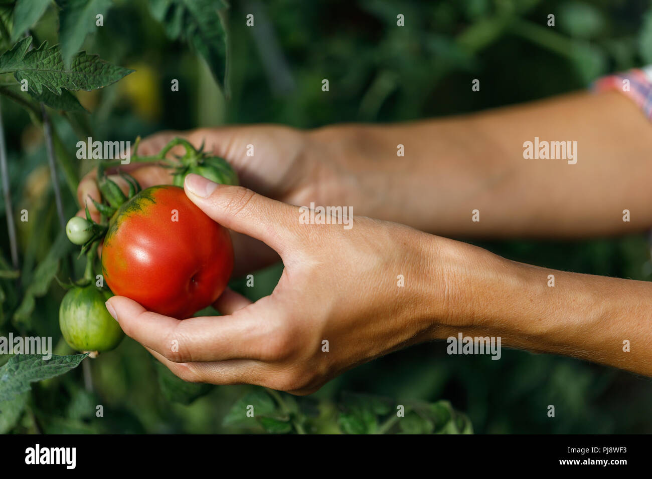 Harvesting process hi-res stock photography and images - Alamy
