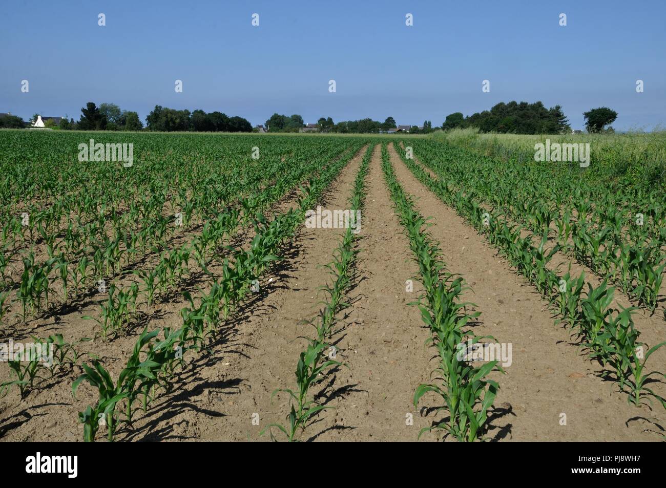 Corn field in Spring Stock Photo - Alamy