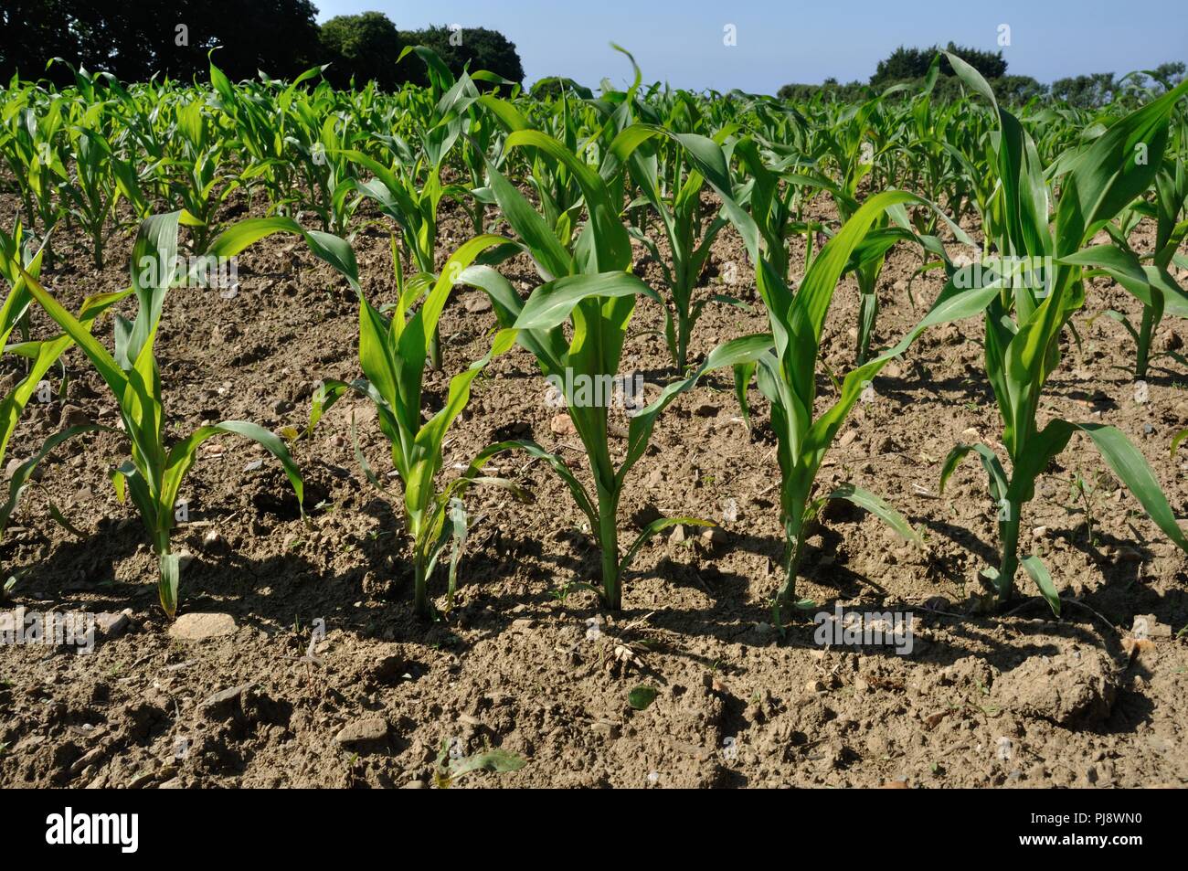 Corn field in Spring Stock Photo - Alamy