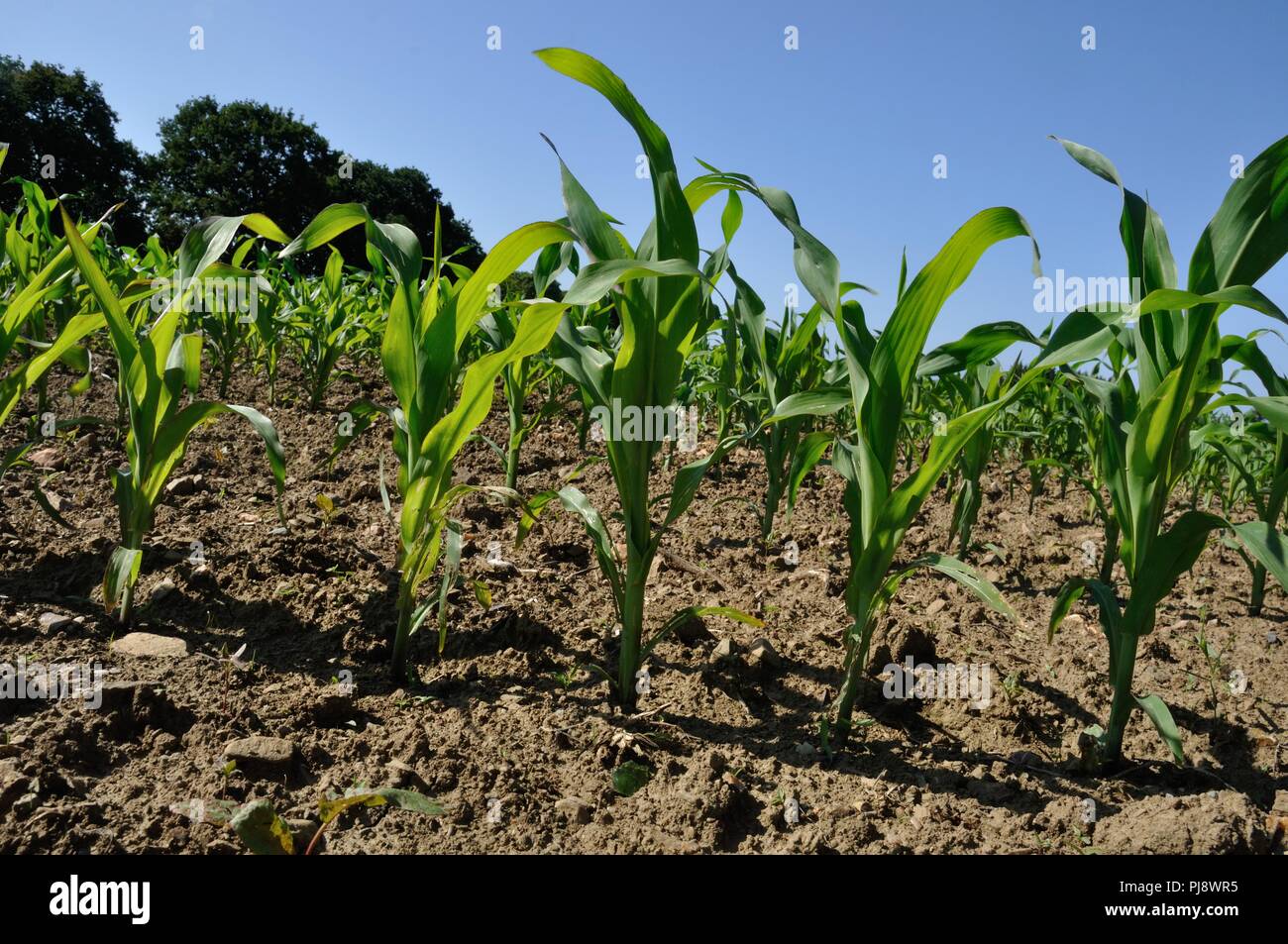 Corn field in Spring Stock Photo - Alamy