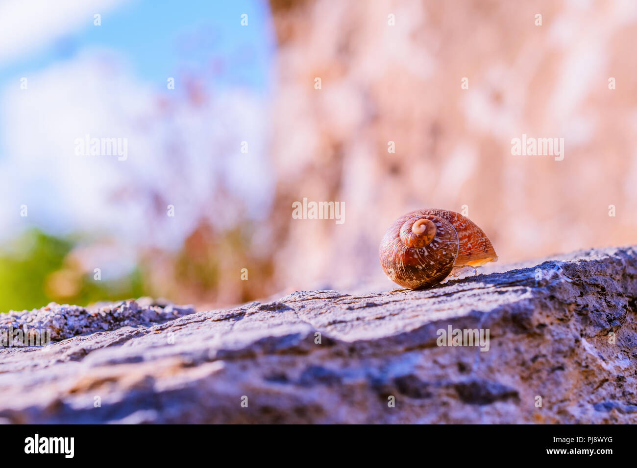 Live sea snail hi-res stock photography and images - Alamy