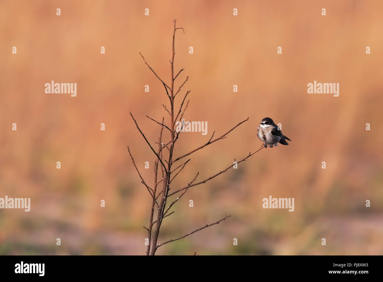 Banded martin hi-res stock photography and images - Alamy