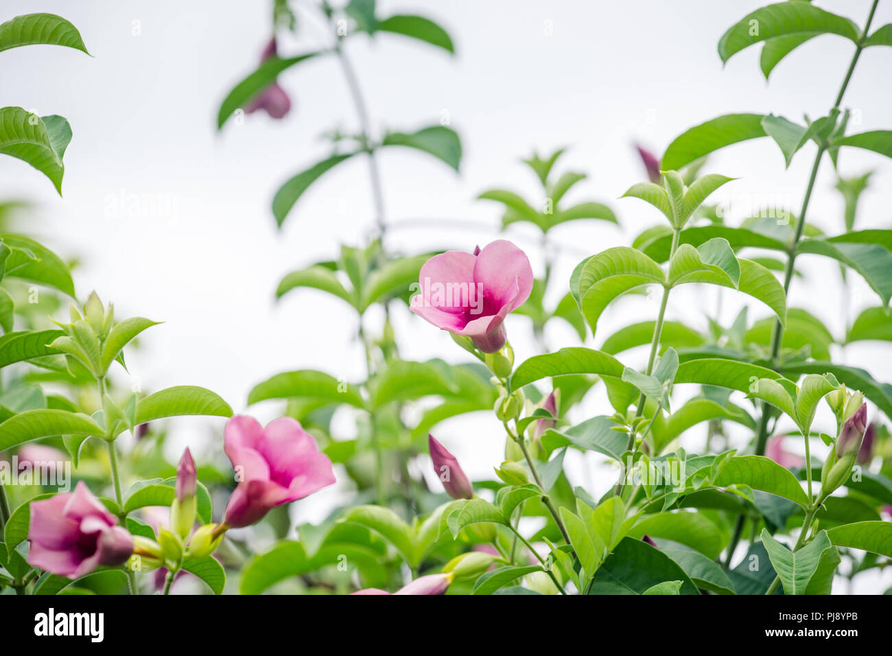 organic flower in farm Stock Photo - Alamy
