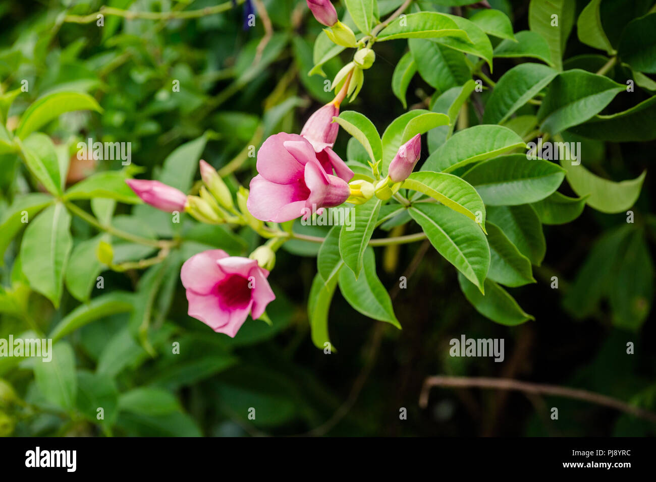 Mixed flower bunch hi-res stock photography and images - Alamy