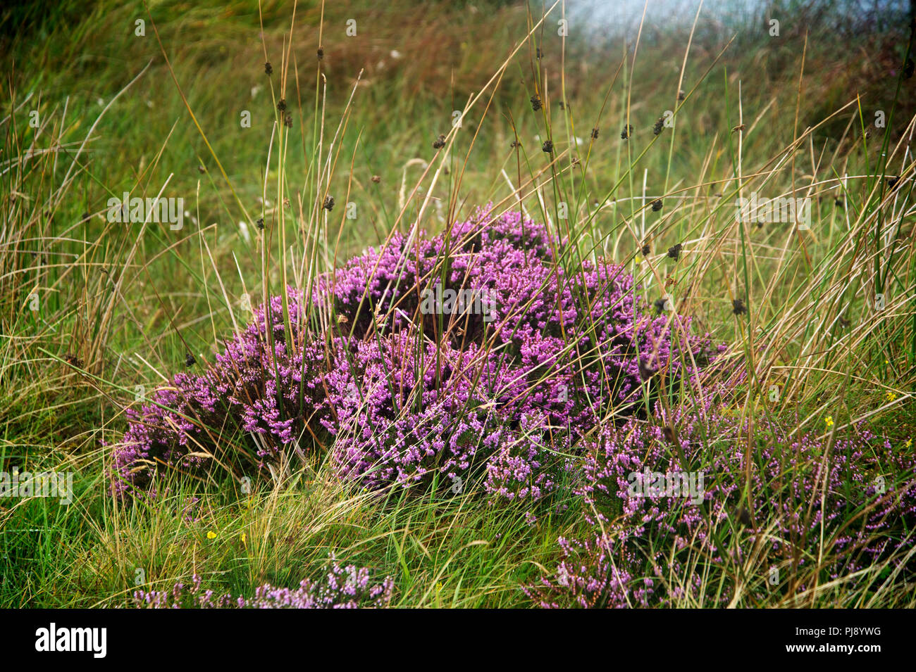 Scotland. Sutherland. Heather in bloom Stock Photo - Alamy