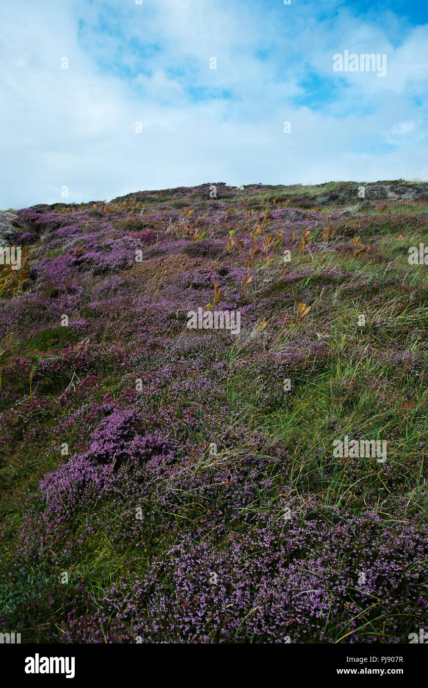 Scotland. Sutherland. Handa Island.Wildlife reserve. Heather in bloom ...