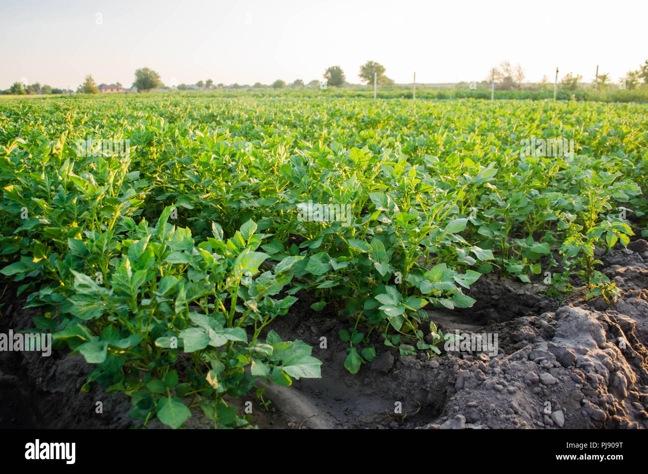 potato plantations grow in the field. vegetable rows. farming, agriculture. Landscape with ...