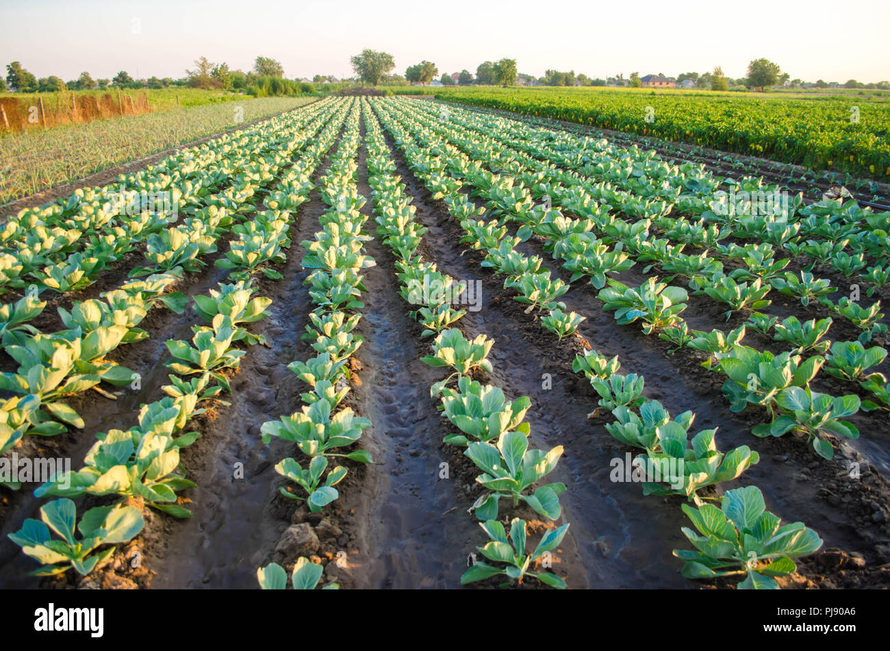 cabbage plantations grow in the field. vegetable rows. farming ...