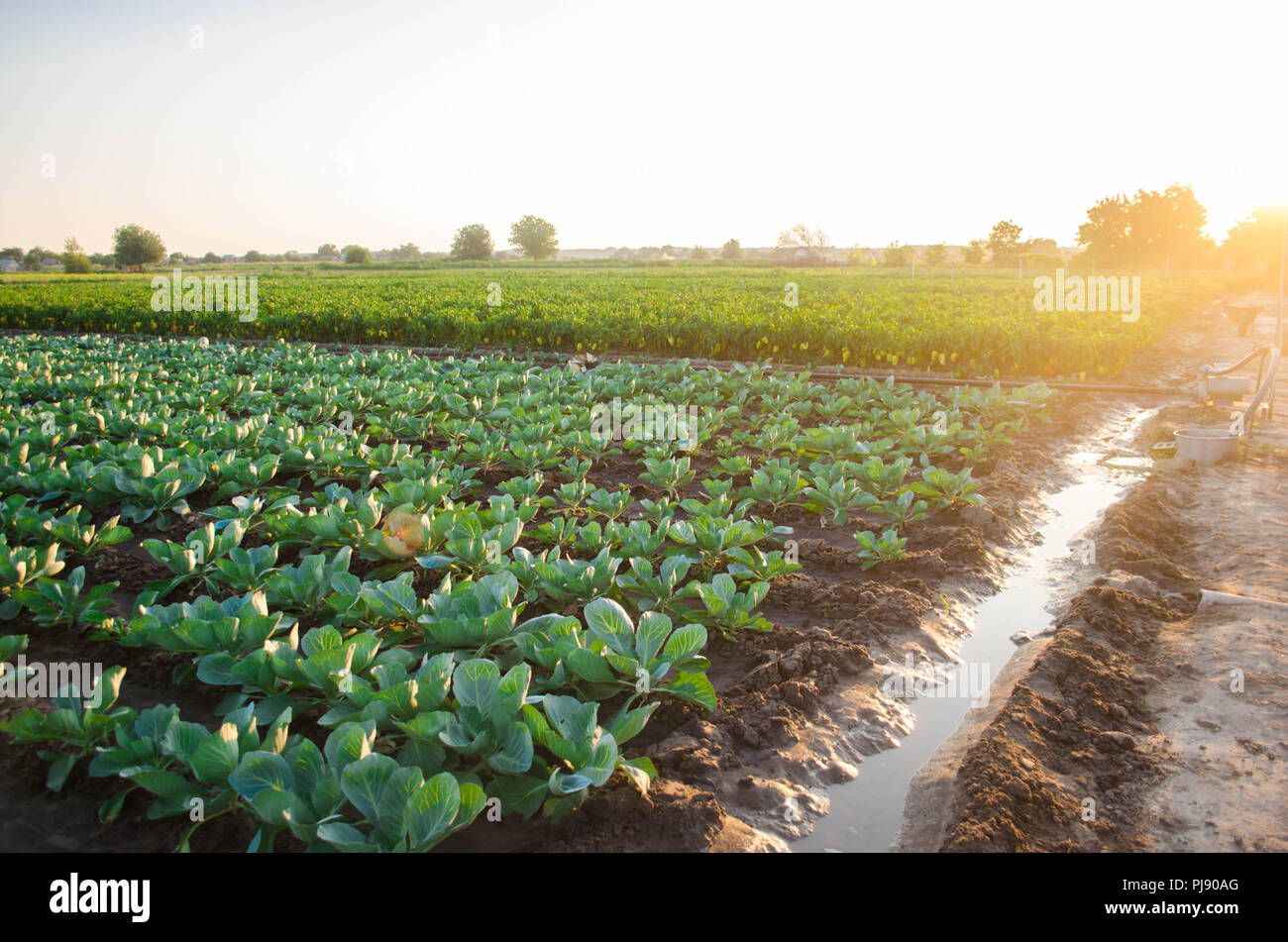 cabbage plantations grow in the field. vegetable rows. farming ...