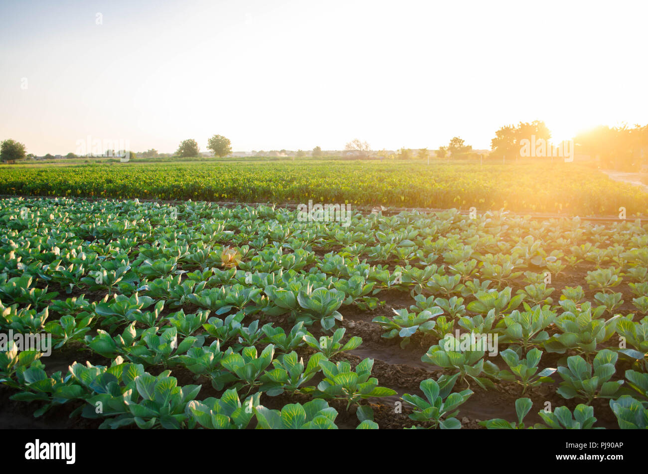cabbage plantations grow in the field. vegetable rows. farming ...