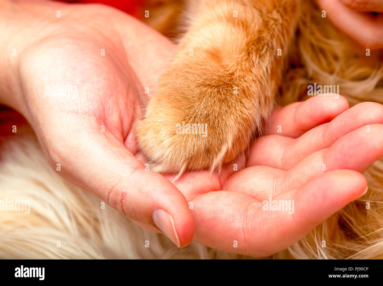Cat paw in woman hand. Closeup Stock Photo - Alamy
