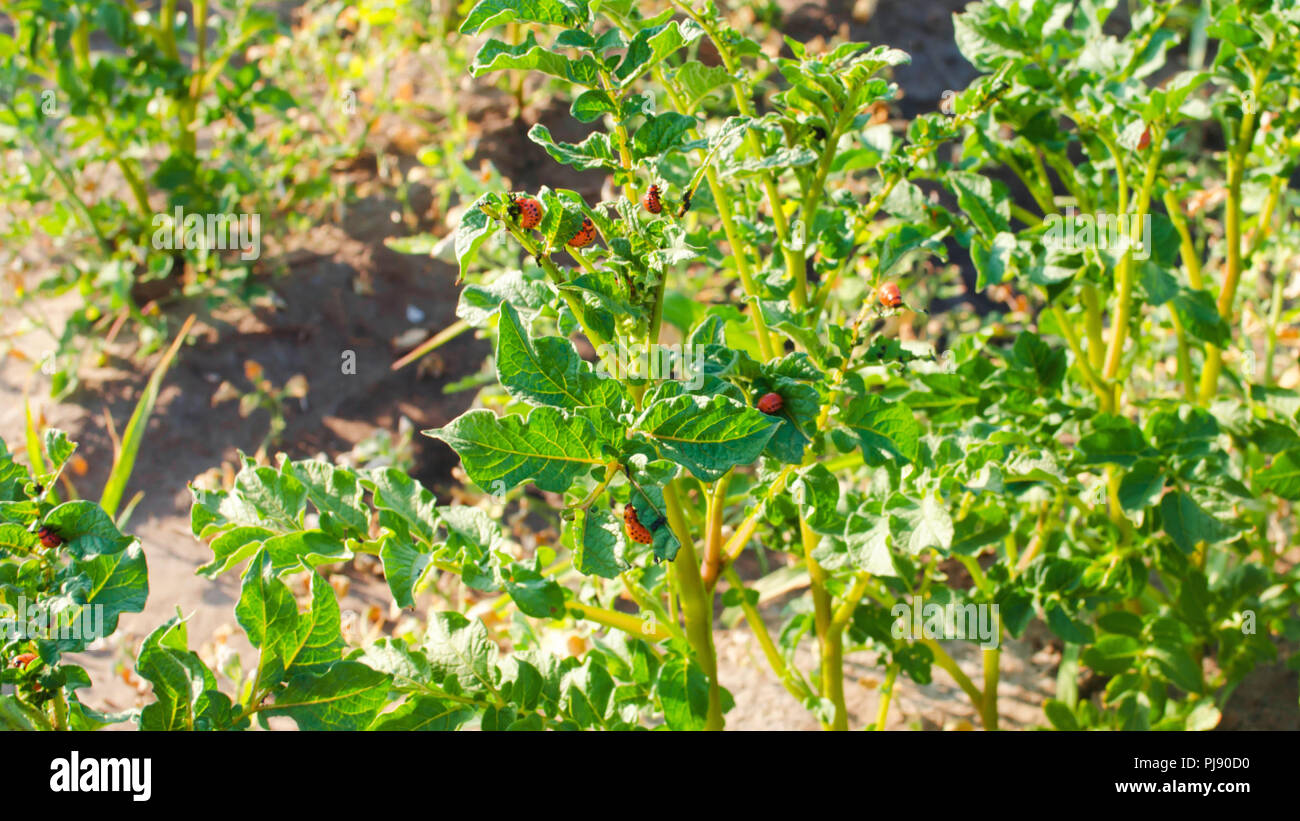 The Colorado potato beetles (Leptinotarsa decemlineata) on a close-up ...