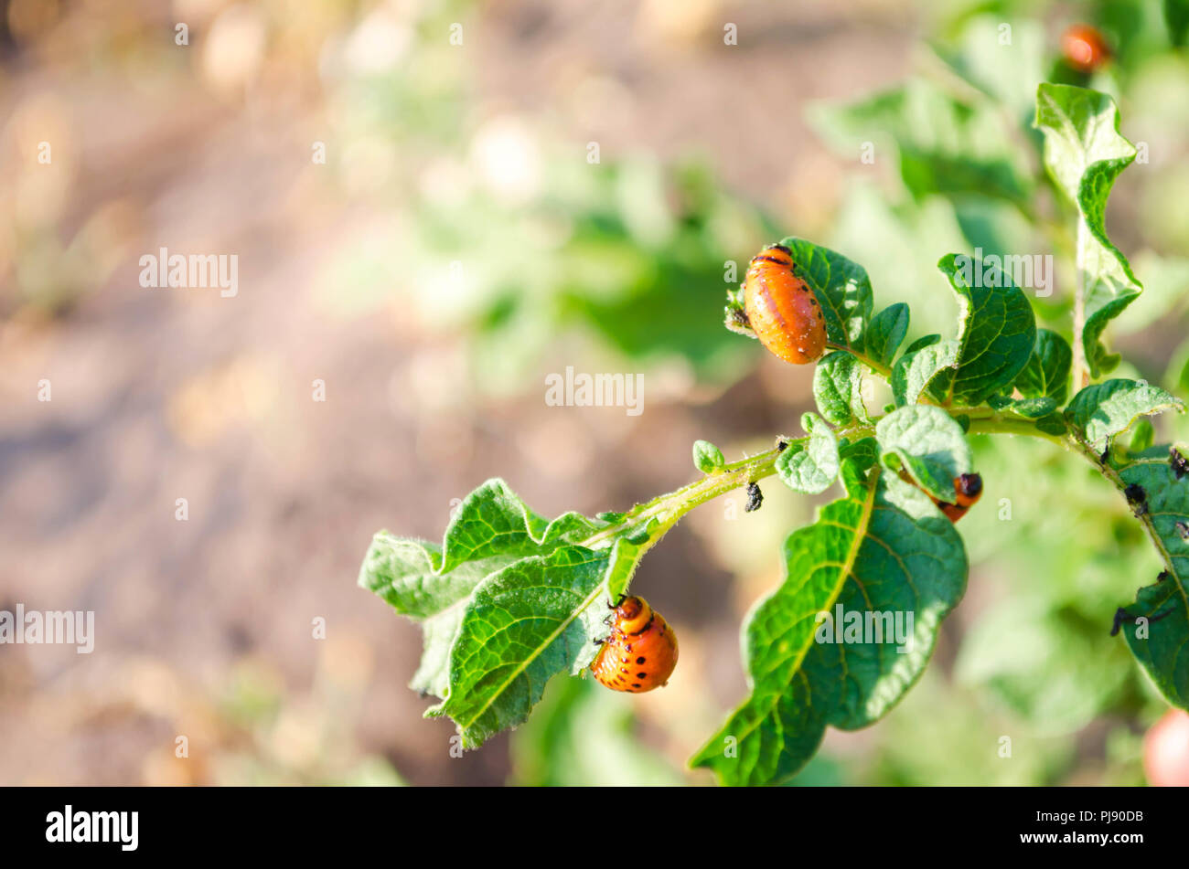 Culture pests hi-res stock photography and images - Alamy
