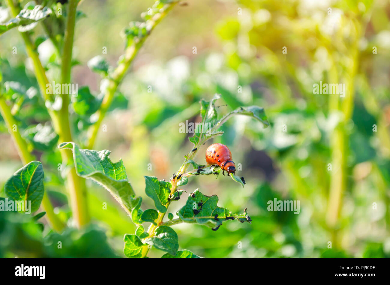 The Colorado potato beetles (Leptinotarsa decemlineata) on a close-up ...