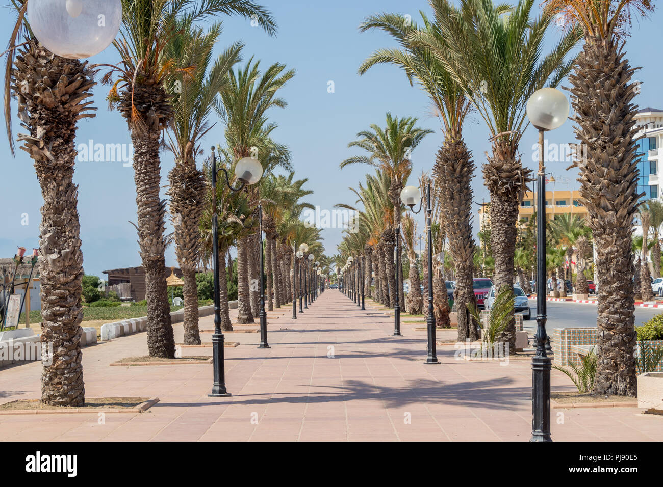 Palm-tree lined promenade Yasmine Hammamet, Tunisia, Africa Stock Photo ...
