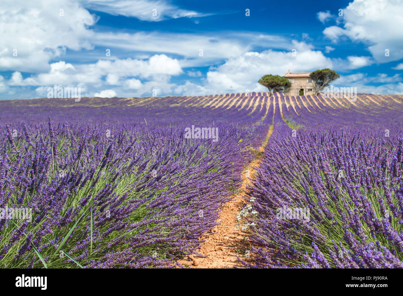France lavender house hi-res stock photography and images - Alamy