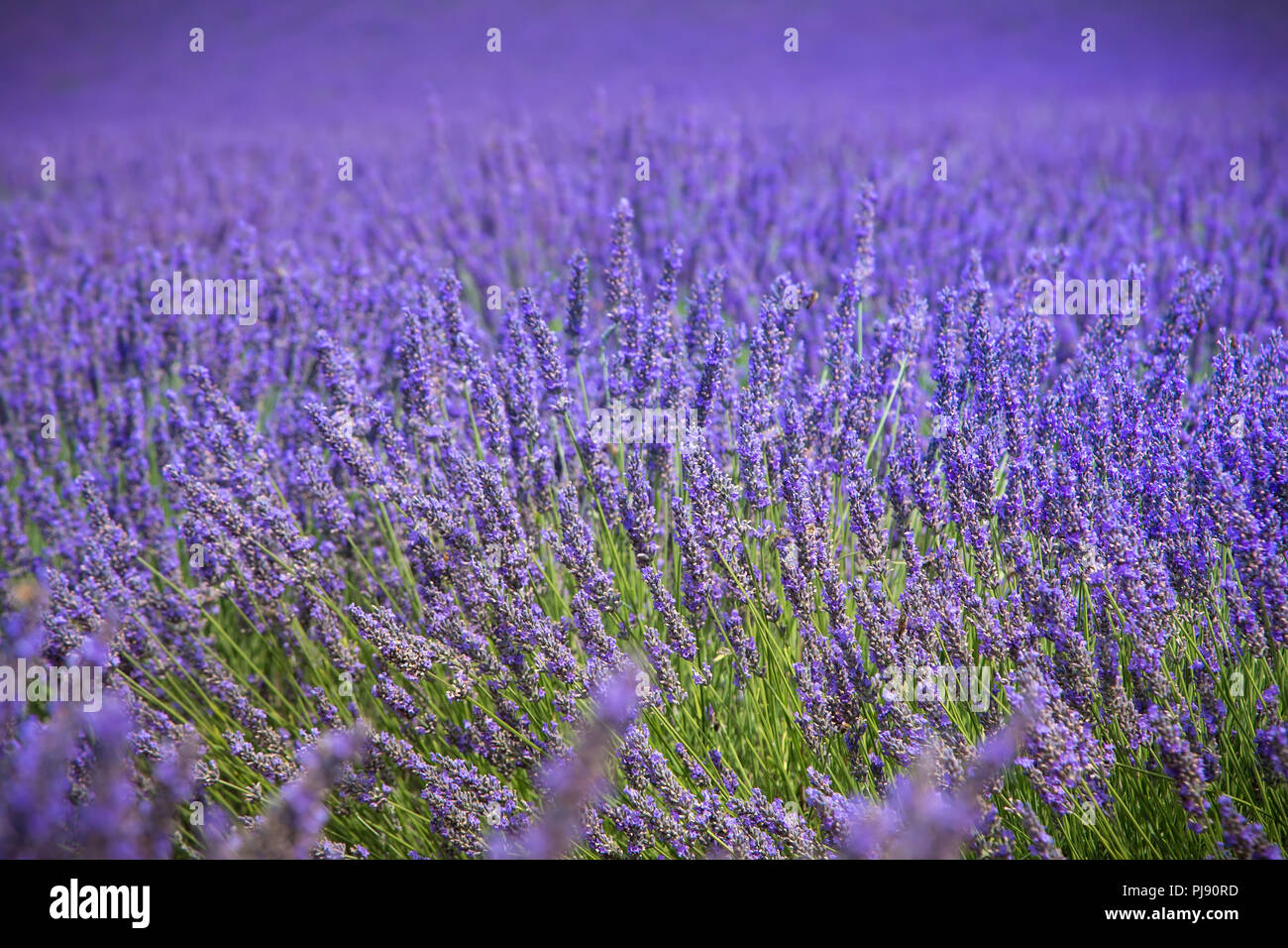 Provence lavender detail hi-res stock photography and images - Alamy