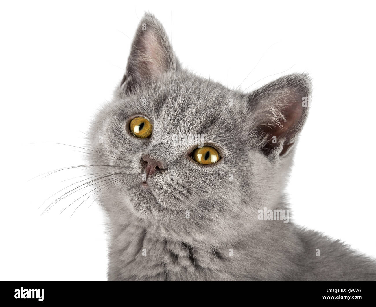 portrait of very cute blue british shorthair kitten cat sitting ...