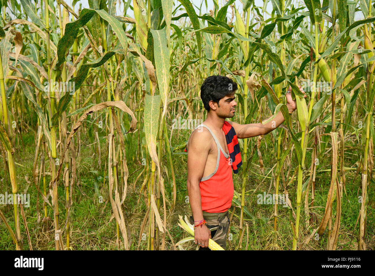 Farmer inspecting corn crop Stock Photo - Alamy