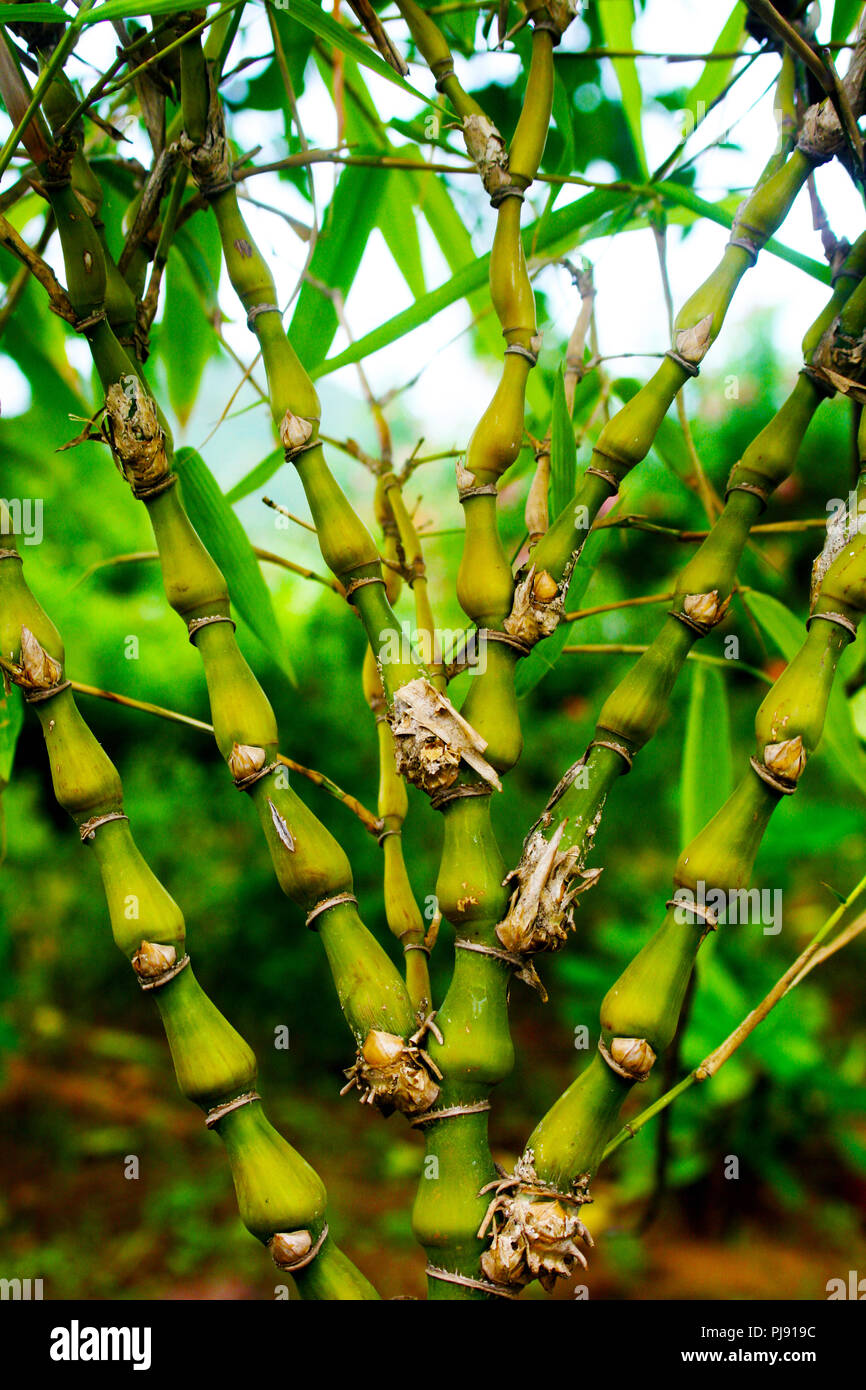 Bamboo plant hi-res stock photography and images - Alamy