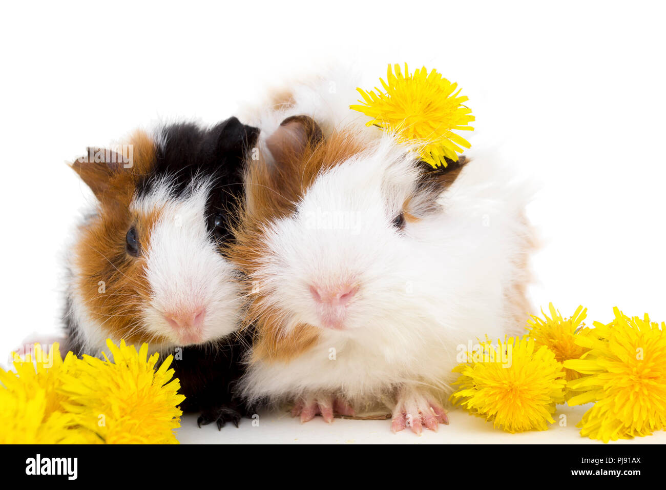Cavia hi-res stock photography and images - Alamy