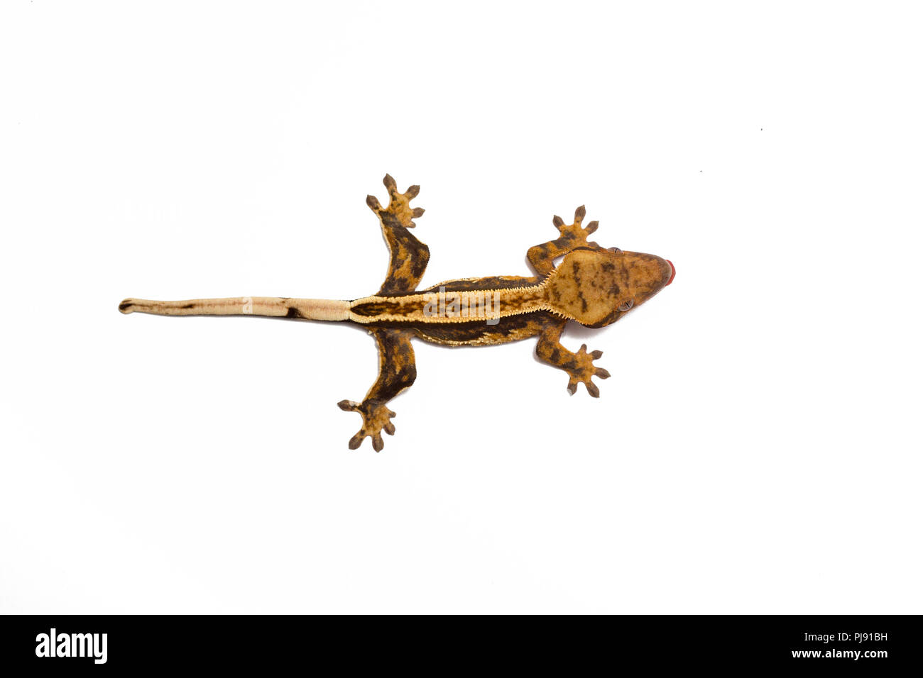 Top wildlife Cut Out Stock Images & Pictures - Alamy