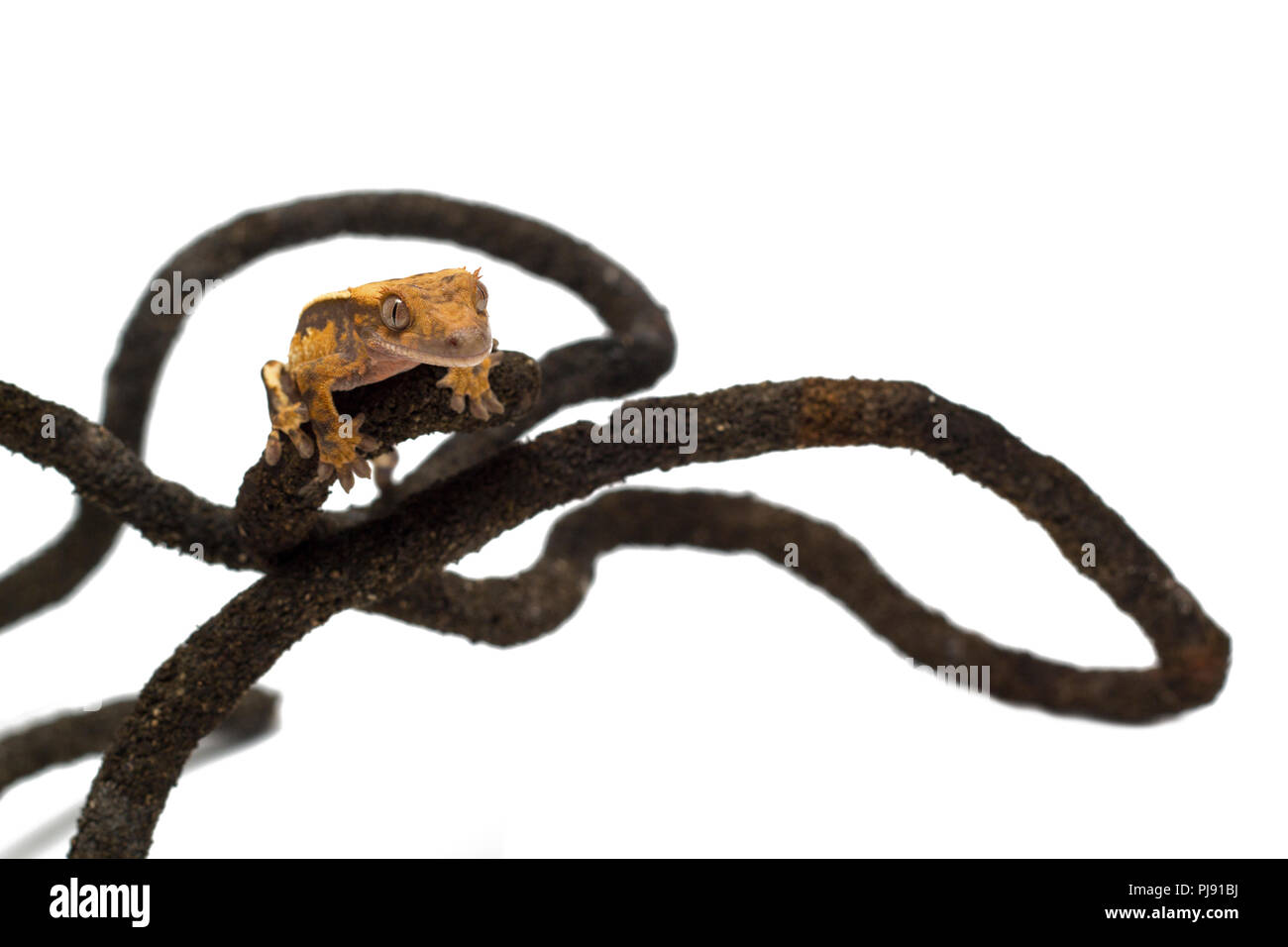 Crested gecko on white background Stock Photo - Alamy