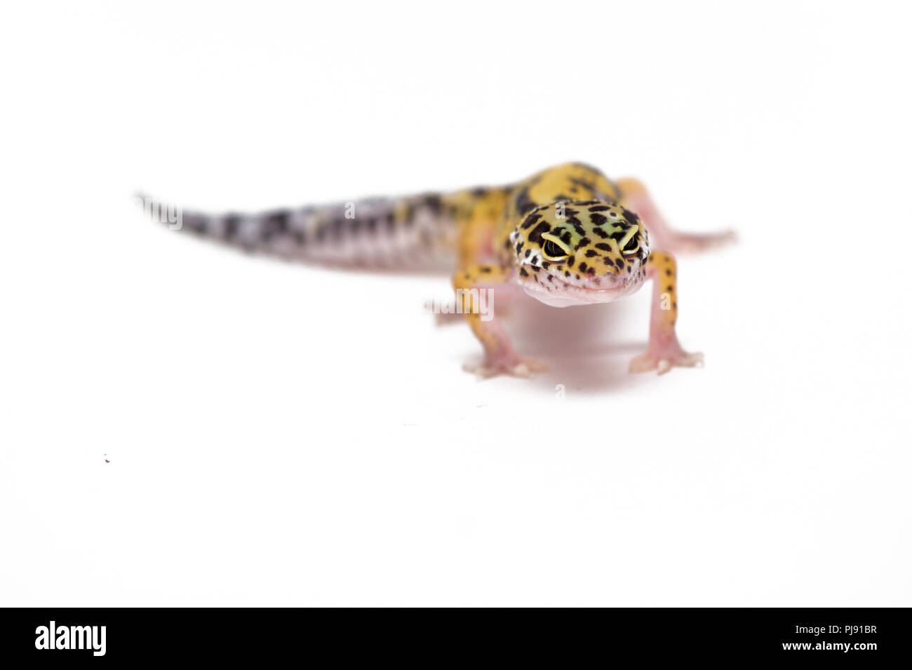 Leopard close up Cut Out Stock Images & Pictures - Alamy