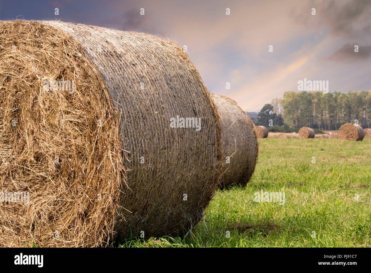 A field with hay bales Stock Photo - Alamy