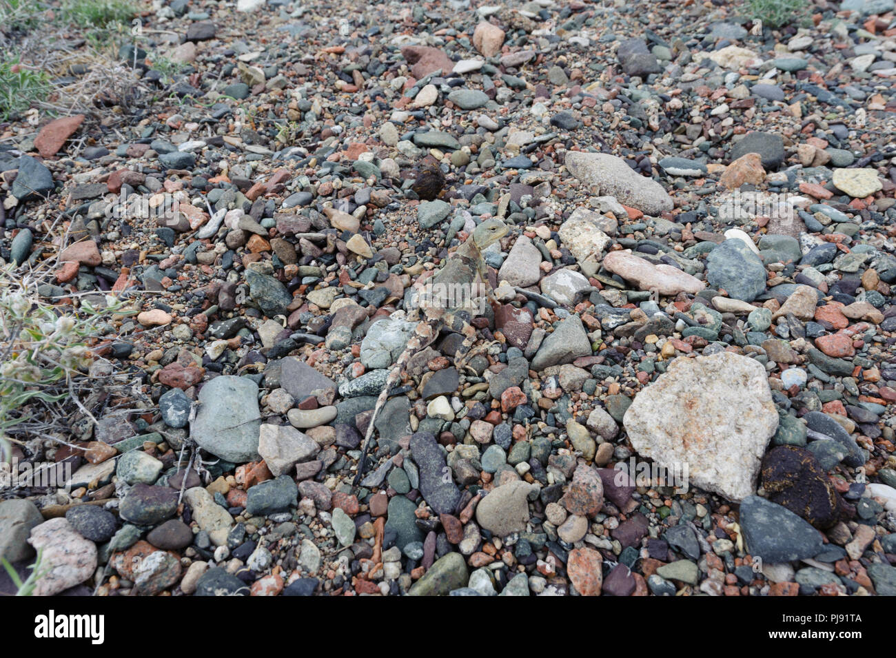 Phrynocephalus versicolor mongolia hi-res stock photography and images ...