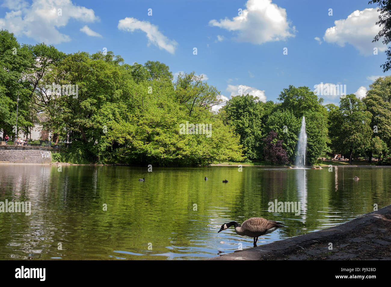 Canadian goose lake hi-res stock photography and images - Alamy