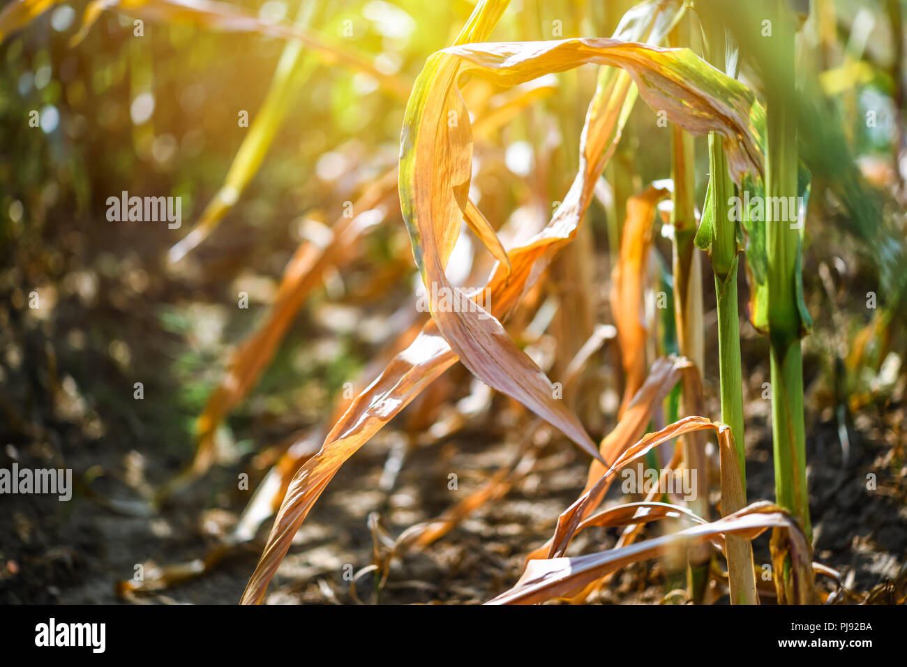 Mais dürre hi-res stock photography and images - Alamy