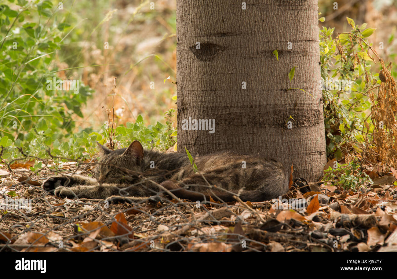 A feral tabby cat Stock Photo - Alamy