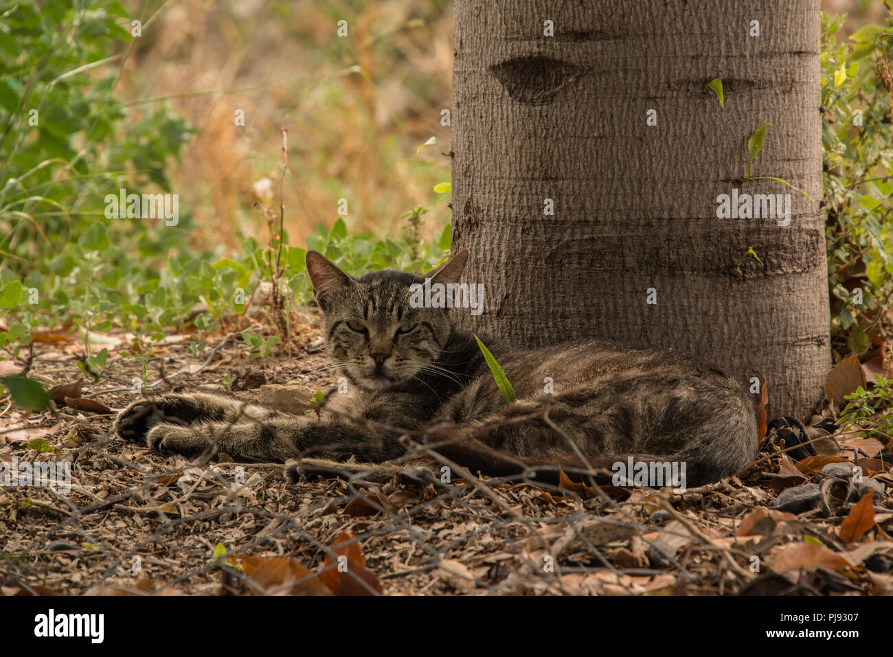 A feral tabby cat Stock Photo - Alamy